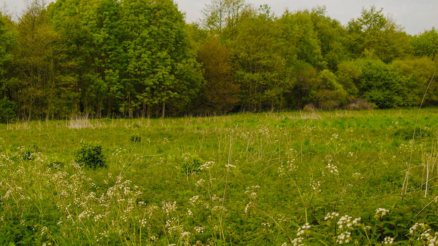 New Moss Wood - Visiting Woods - Woodland Trust