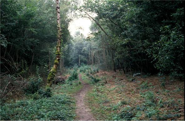 Friezland Wood - Woodland Trust